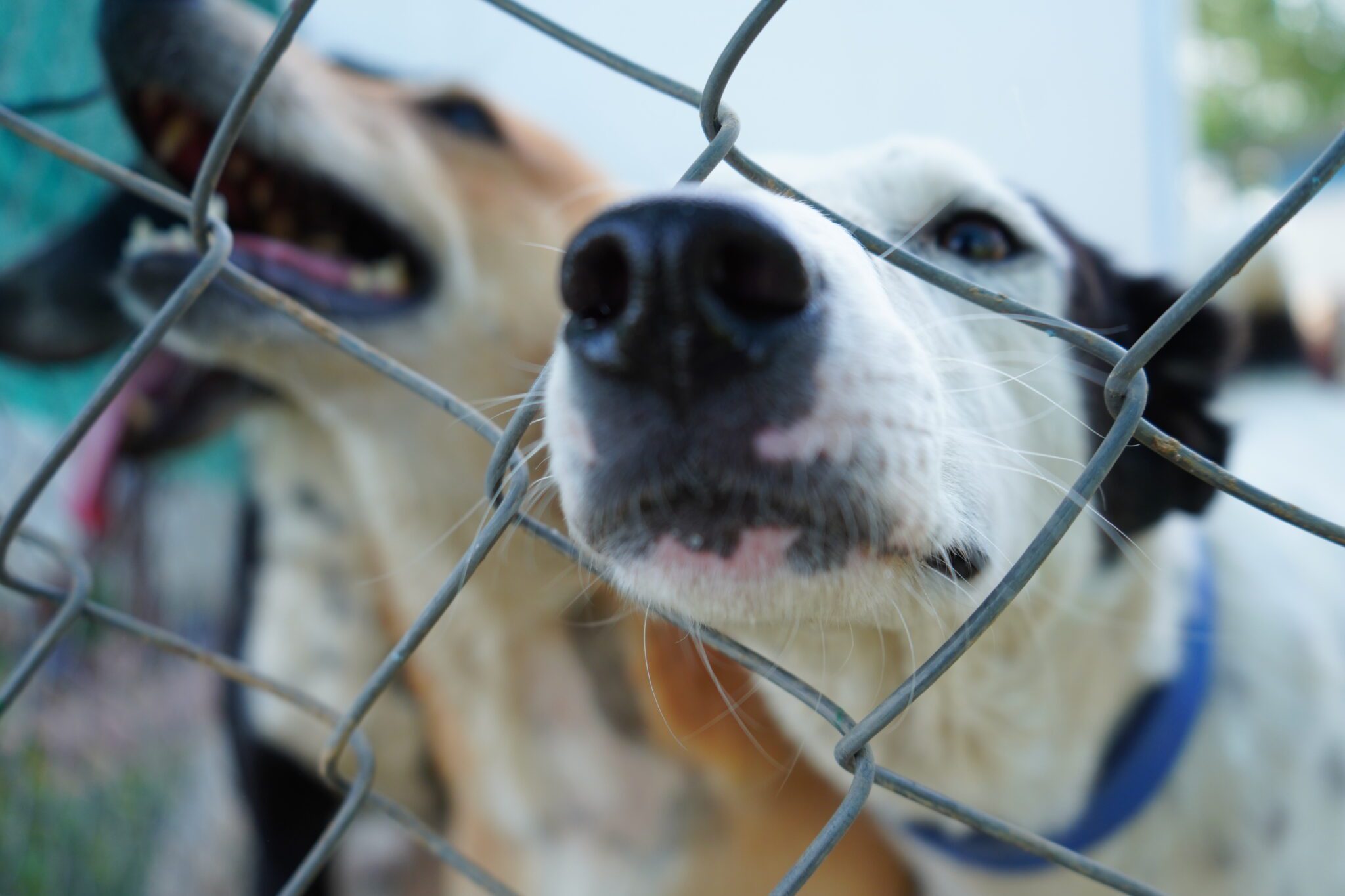 Trusted Dog NGO in Delhi Helping with Rescue & Adoption