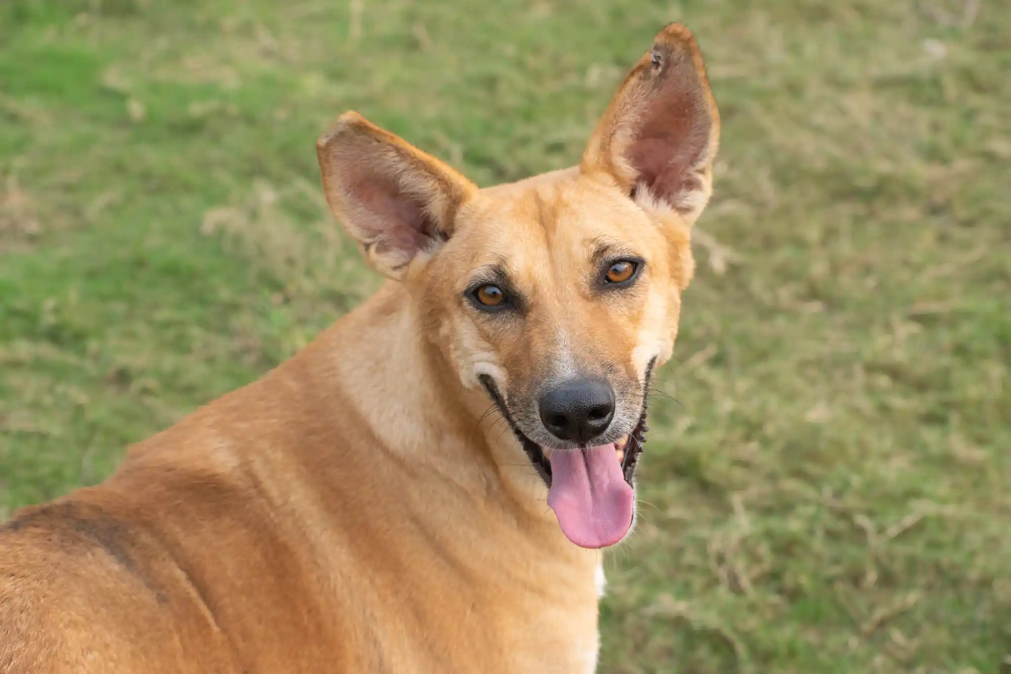 Trusted Dog NGO in Delhi Helping with Rescue & Adoption