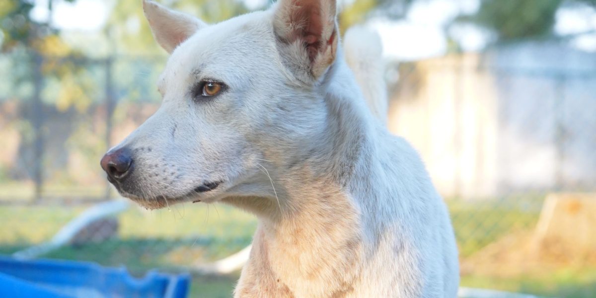 Dog Heat Cycle: Stages, Timeline, and Symptoms Explained